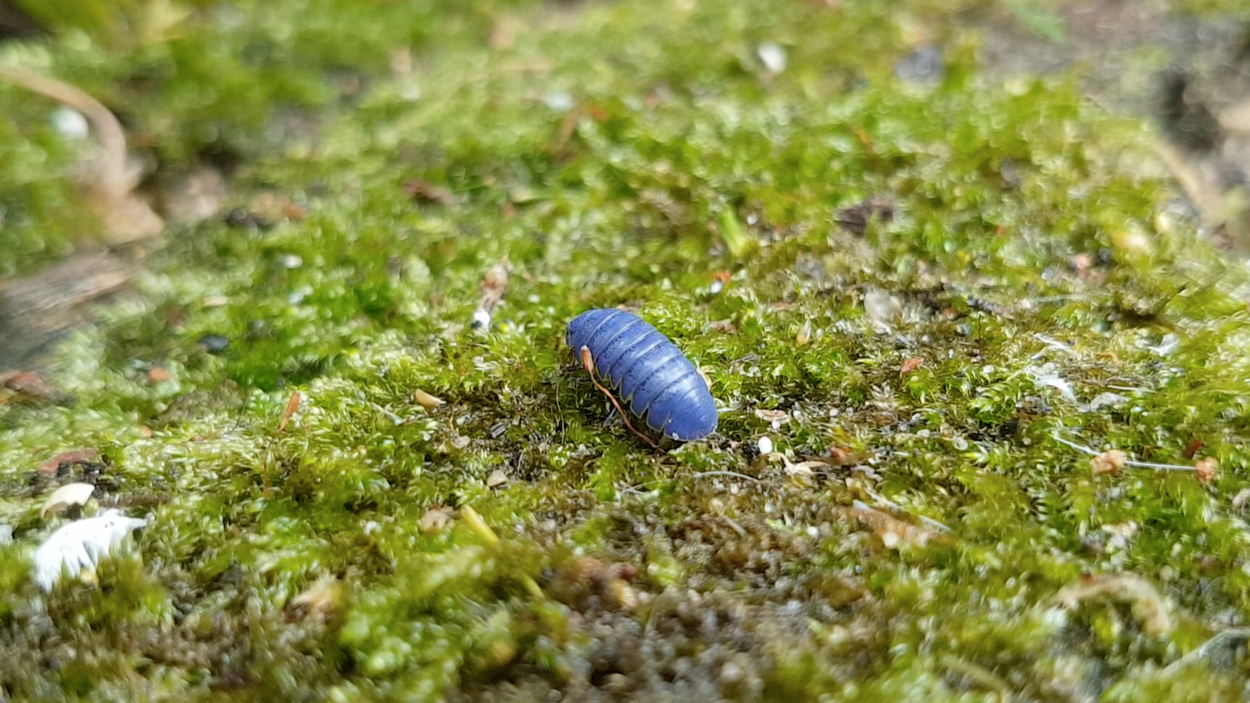 Een blauwe pissebed? - Vroege Vogels - BNNVARA
