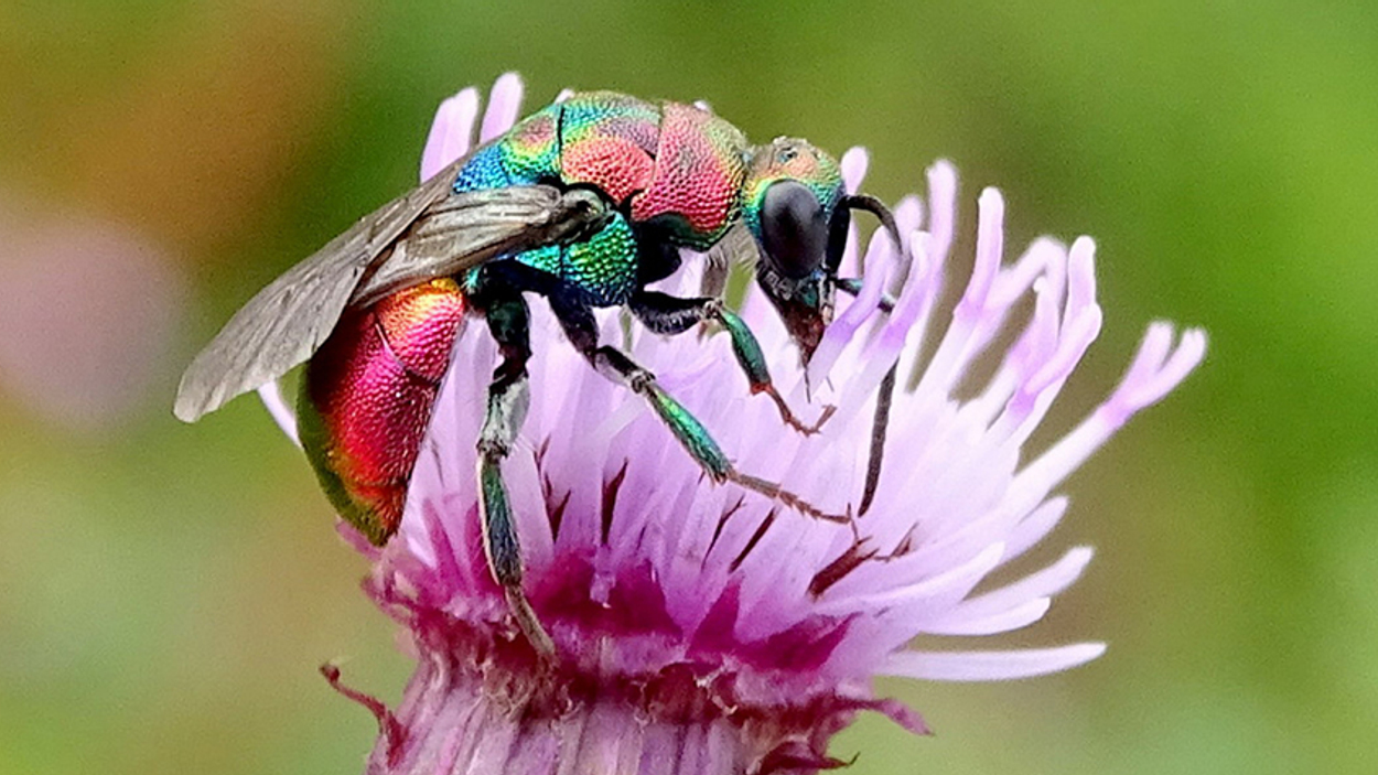 Goudwesp: schitterend insect met een sluw kantje - Vroege Vogels - BNNVARA