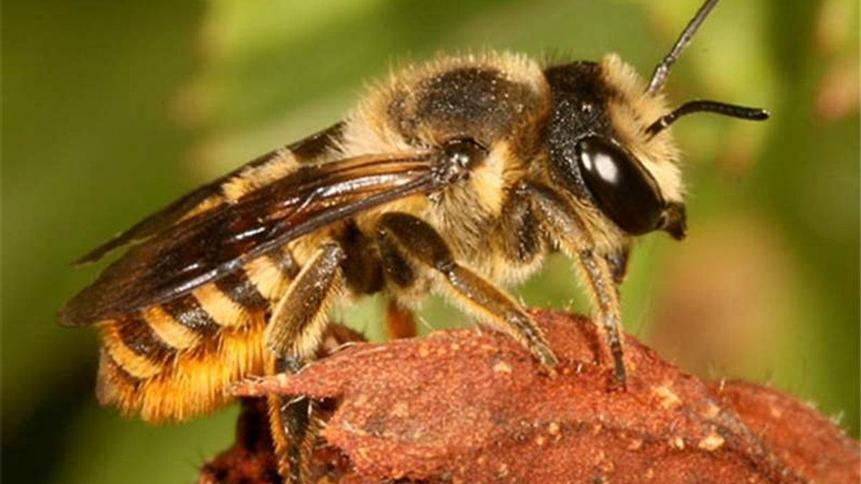 Wilde bijen maken hun nesten van plastic - Vroege Vogels - BNNVARA