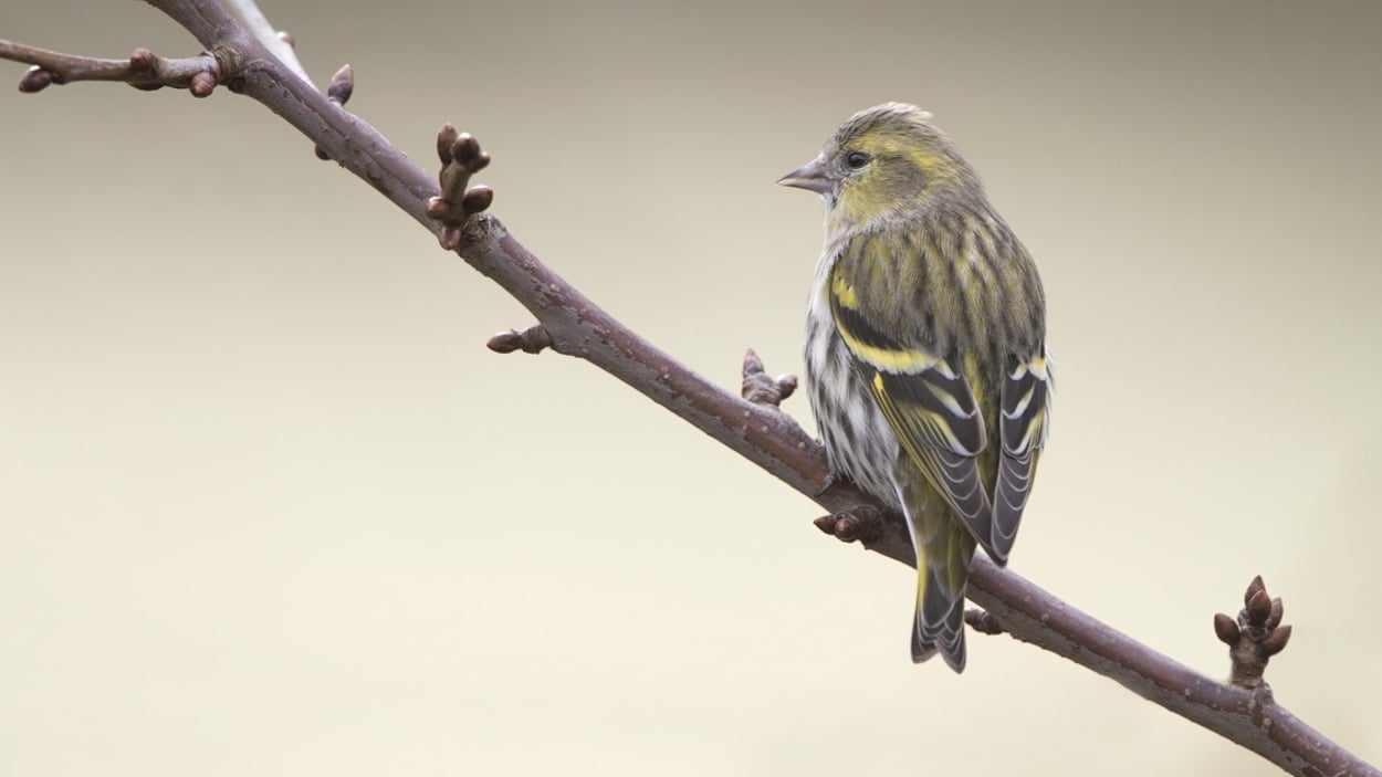 Sijsjes overspoelen het land - Vroege Vogels - BNNVARA