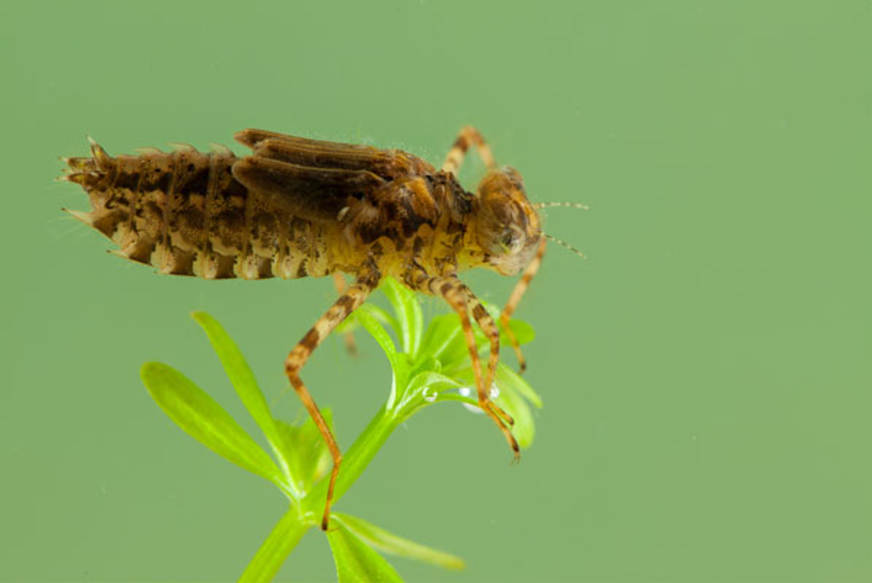 Larven van libellen - Vroege Vogels - BNNVARA