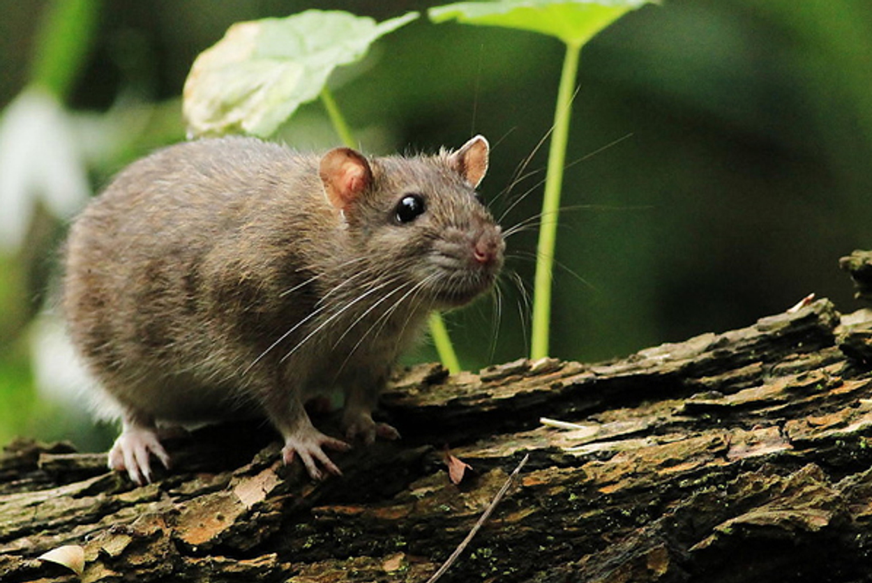 Rattengif in roofvogels - Vroege Vogels - BNNVARA