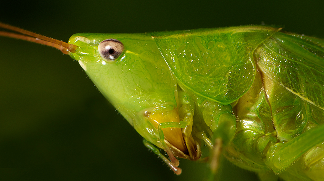 'Enorme verrassing': grote spitskop ontdekt bij Naturalis - Vroege ...