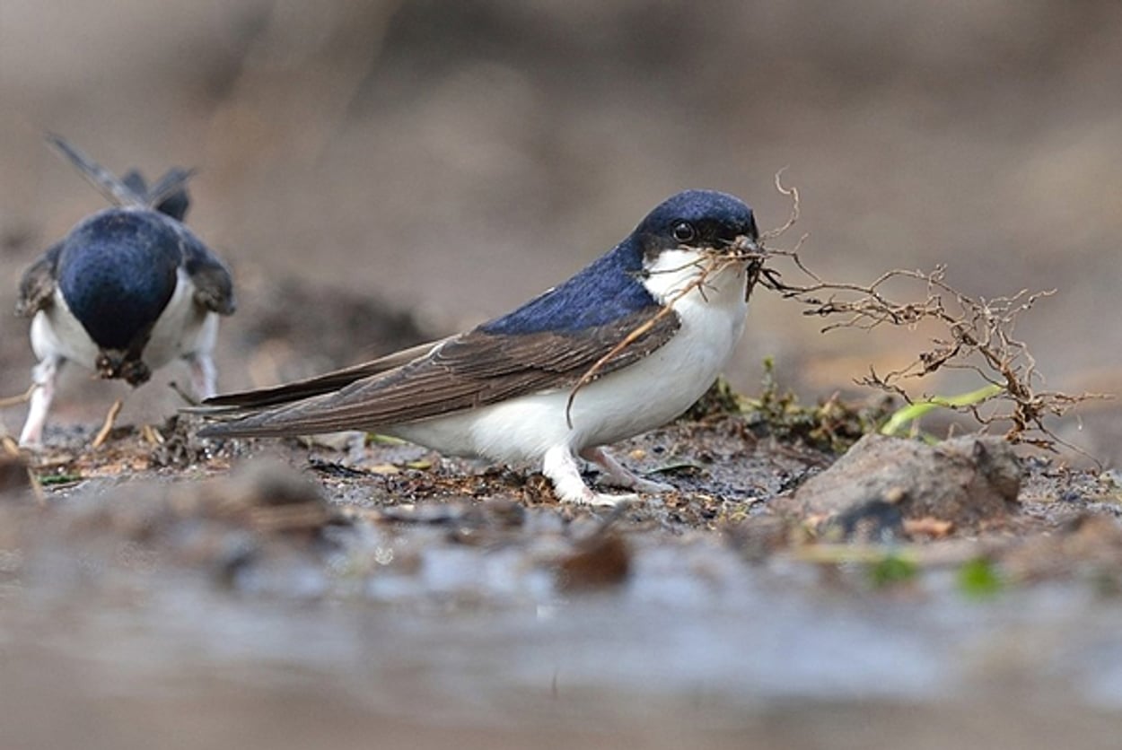 Huiszwaluwonderzoek op de fiets - Vroege Vogels - BNNVARA