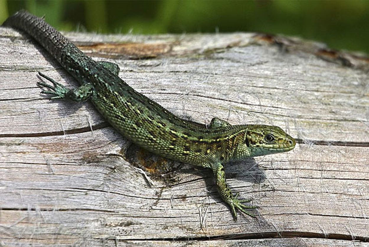 Fotoserie: Hagedissen van Nederland - Vroege Vogels - BNNVARA