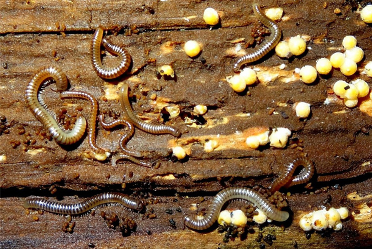 Wie wil er een miljoen? - Vroege Vogels - BNNVARA