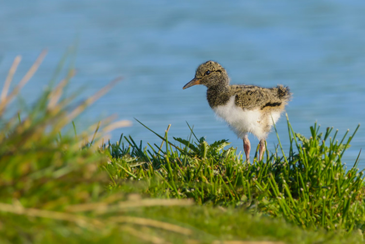 Fotoserie: De 10 schattigste kuikens - Vroege Vogels - BNNVARA