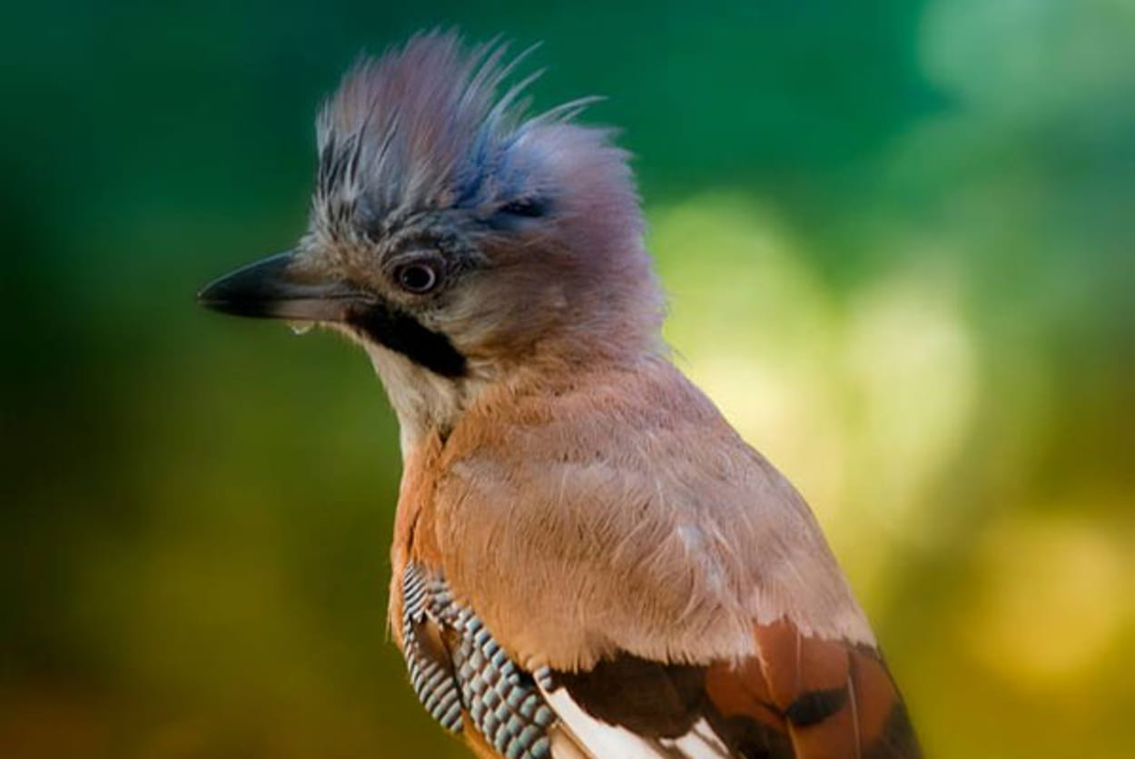 Fotoserie: de mooiste vogelkuiven - Vroege Vogels - BNNVARA