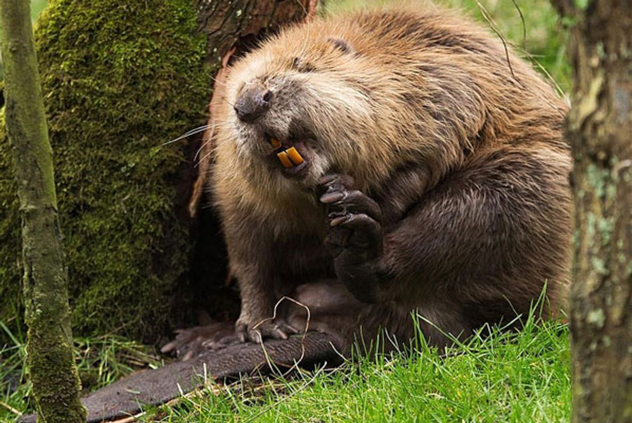Bevers in Limburg, een succesverhaal - Vroege Vogels - BNNVARA