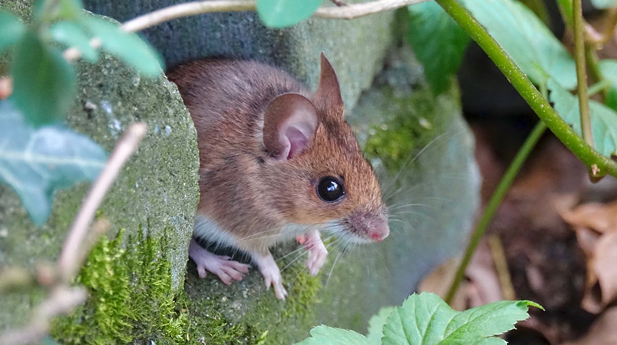 Grote bosmuis rukt op - Vroege Vogels - BNNVARA