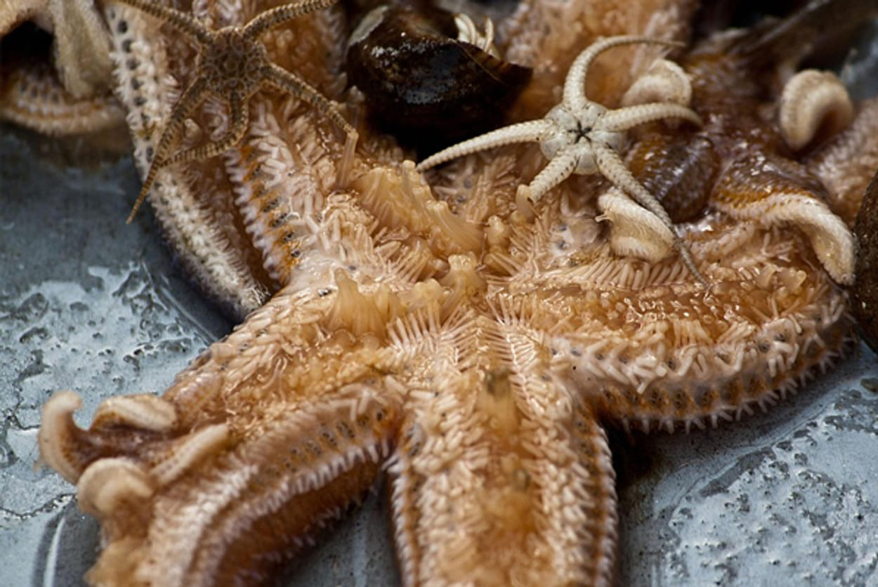 Fotoserie: bizar lijf van de zeester - Vroege Vogels - BNNVARA