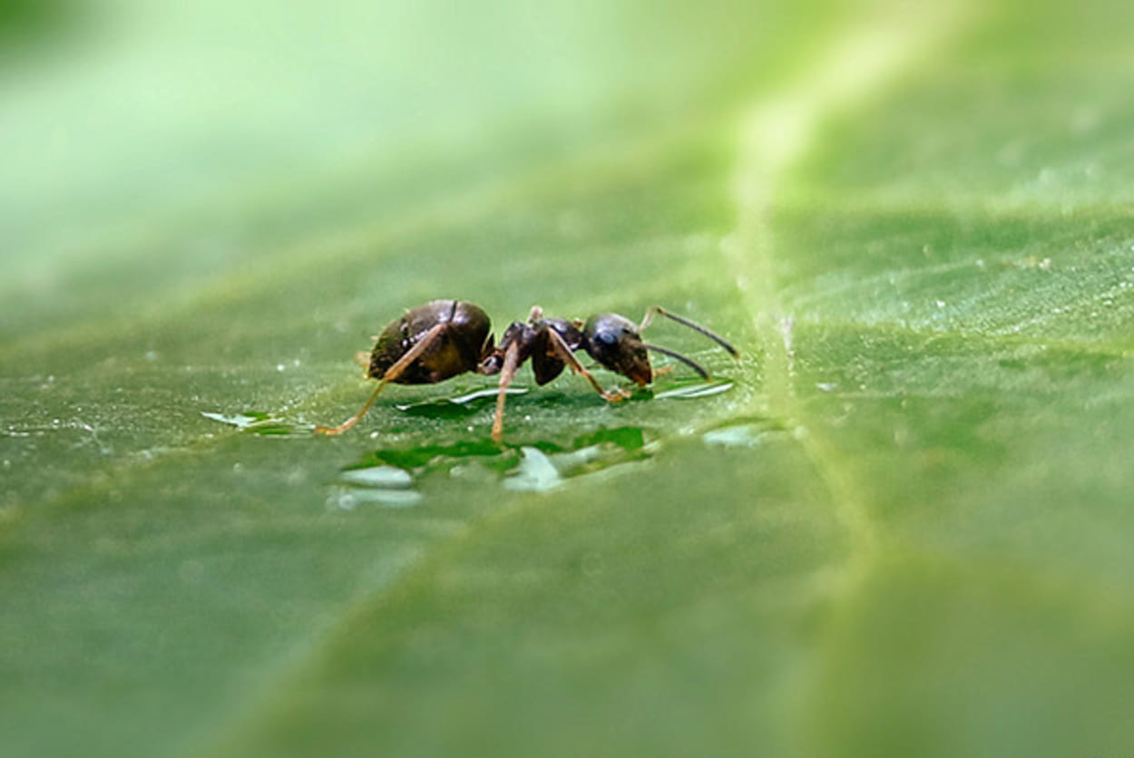 Fotoserie: Mieren worden actief - Vroege Vogels - BNNVARA