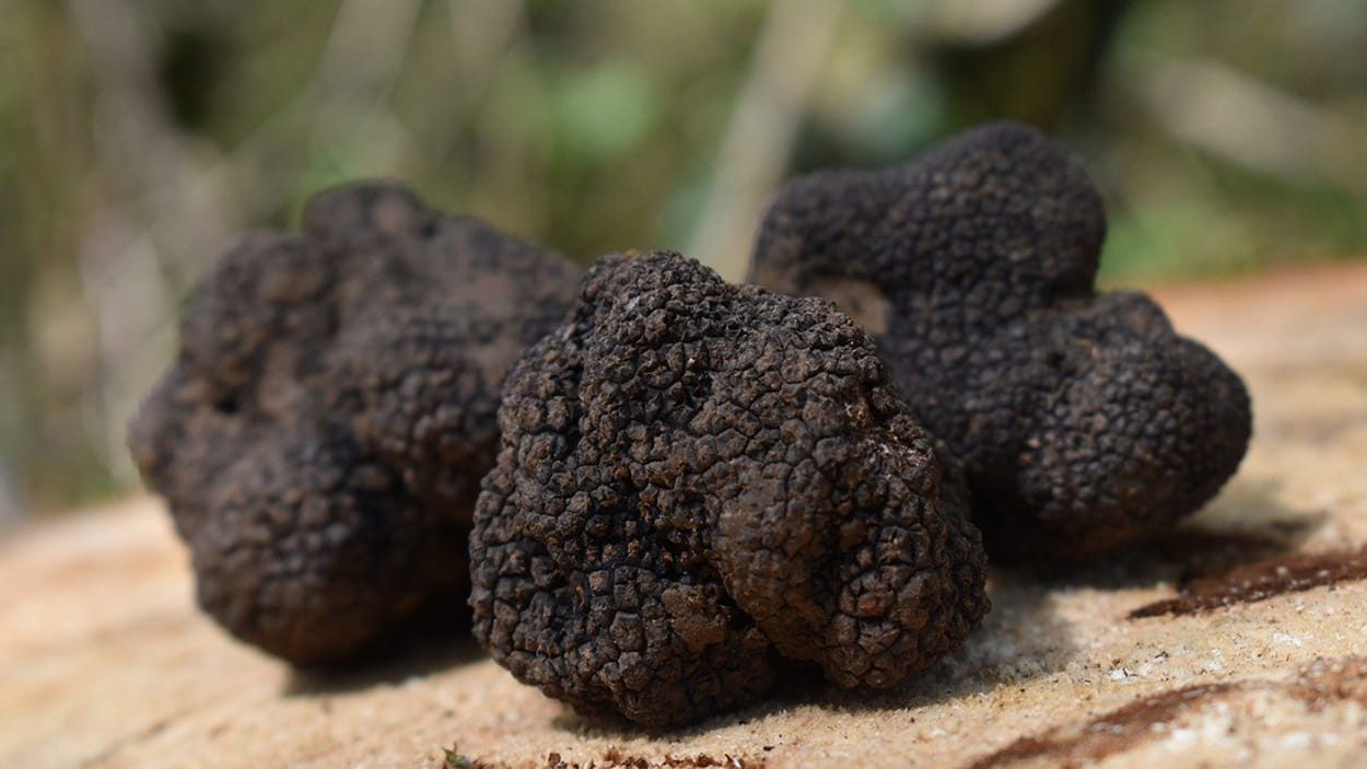 Voor het eerst wilde truffels gevonden in Nederland - Vroege Vogels ...
