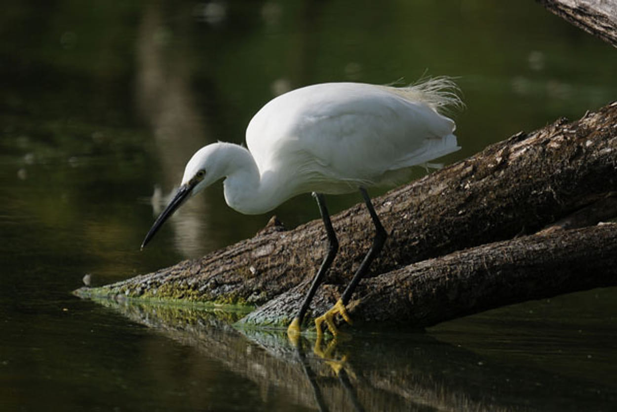 Fotoserie: welke witte reiger? - Vroege Vogels - BNNVARA