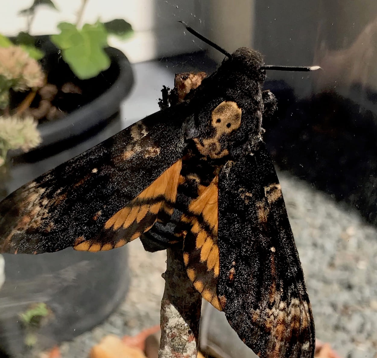 Doodshoofdvlinder jaagt de stuipen op het lijf - Vroege Vogels - BNNVARA