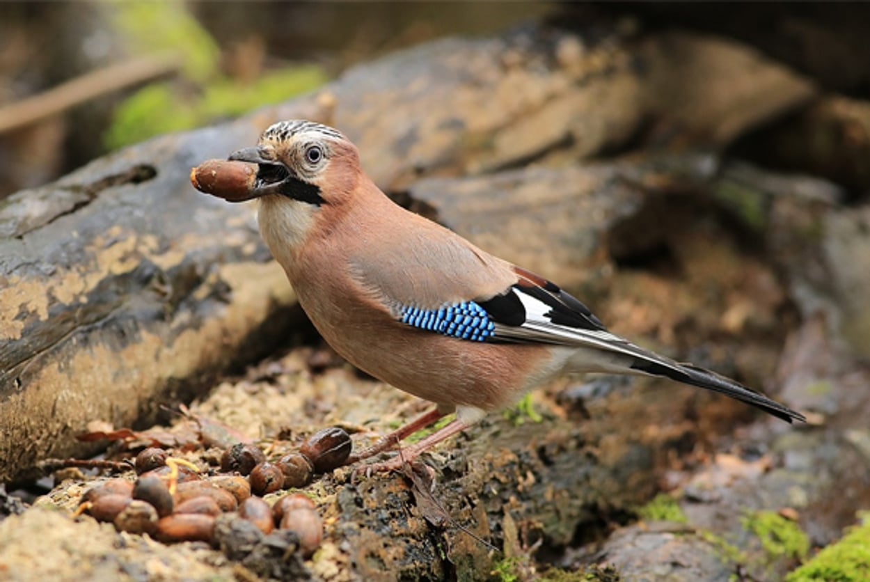 Veel eikels dit jaar - Vroege Vogels - BNNVARA