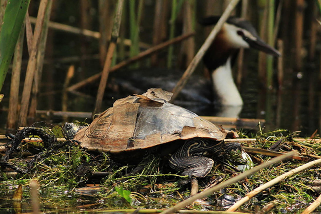 Schildpadden in Nederland (fotoserie) - Vroege Vogels - BNNVARA