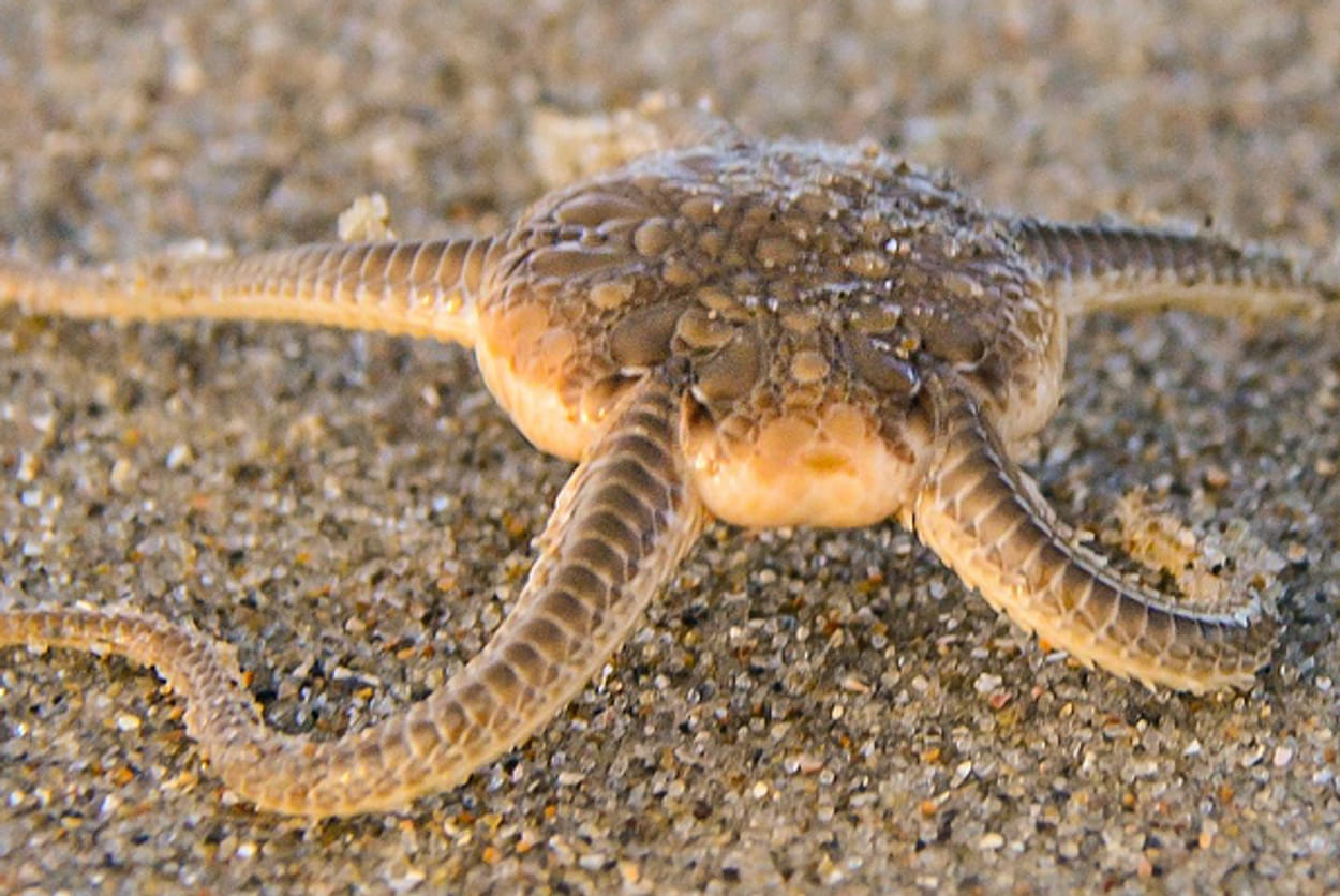 Fotoserie: bizar lijf van de zeester - Vroege Vogels - BNNVARA