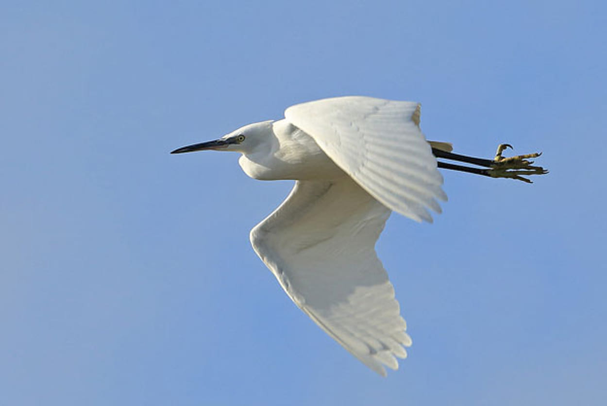 Fotoserie: welke witte reiger? - Vroege Vogels - BNNVARA