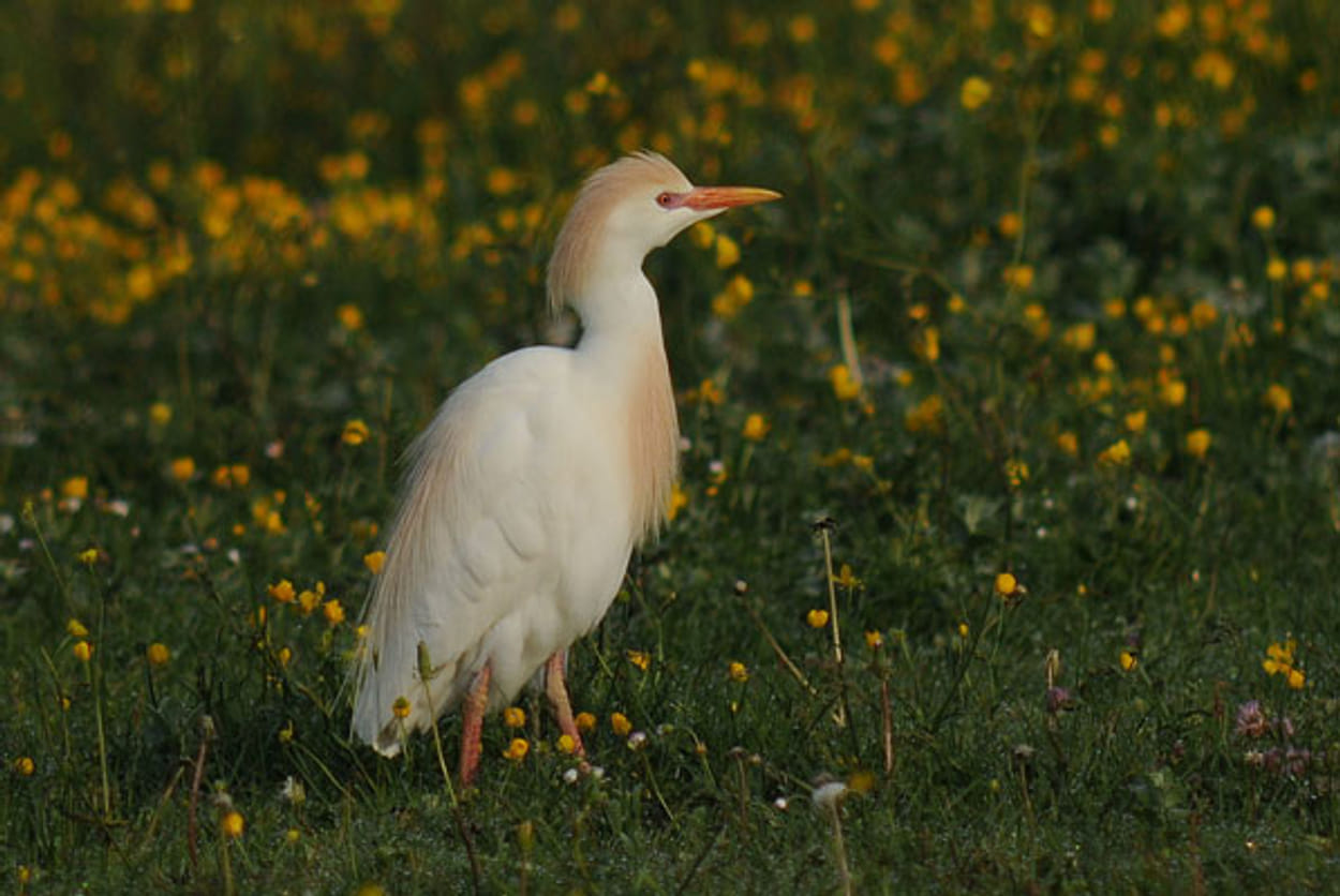 Fotoserie: welke witte reiger? - Vroege Vogels - BNNVARA