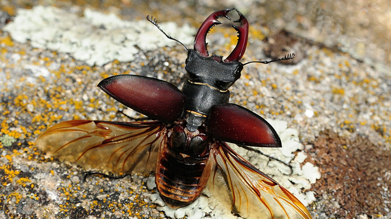 Vliegend hert: imposante reuzetor - Vroege Vogels - BNNVARA