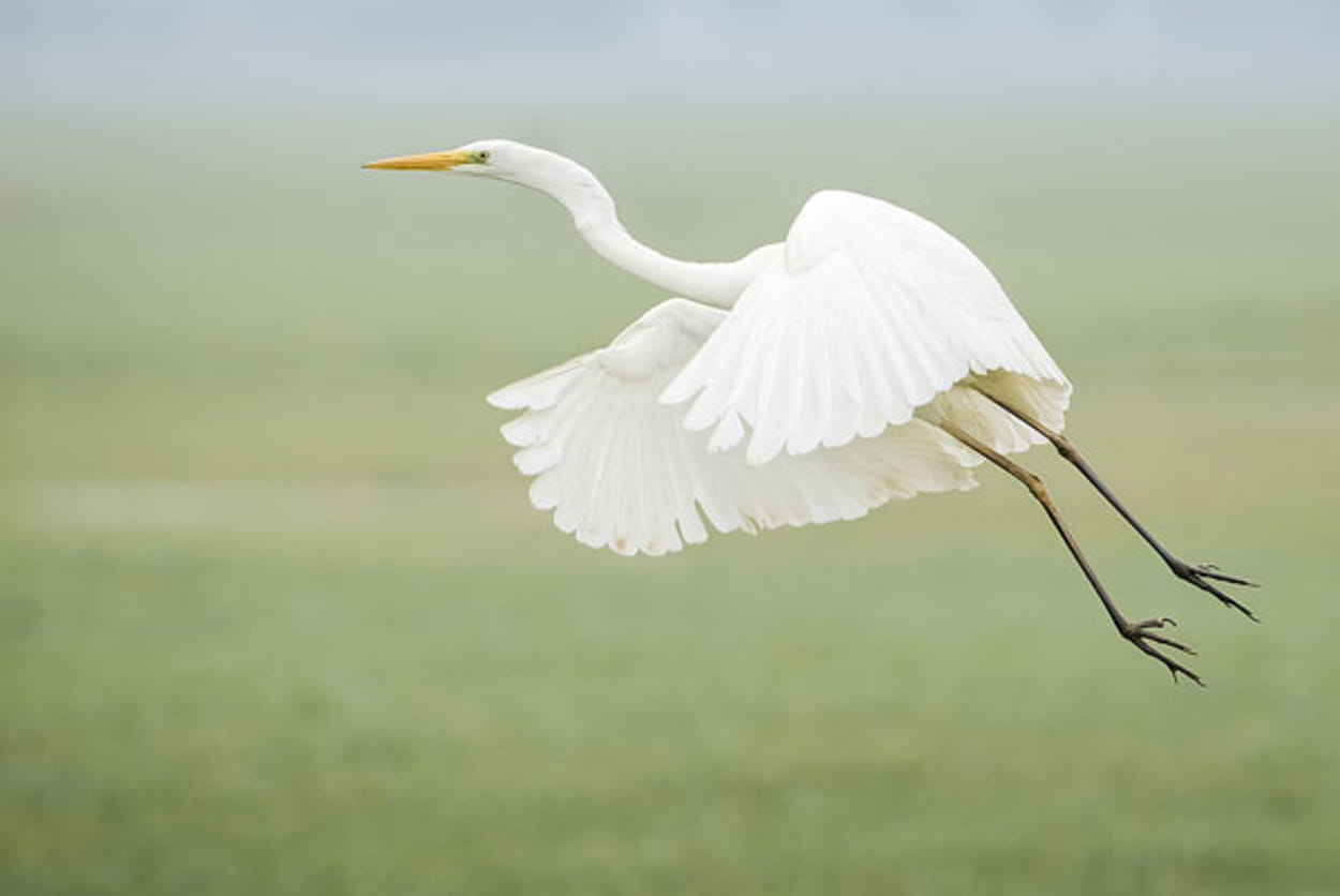 Fotoserie: welke witte reiger? - Vroege Vogels - BNNVARA