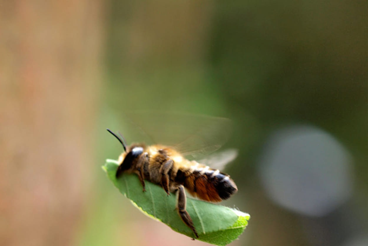 Bijzondere bijen - Vroege Vogels - BNNVARA