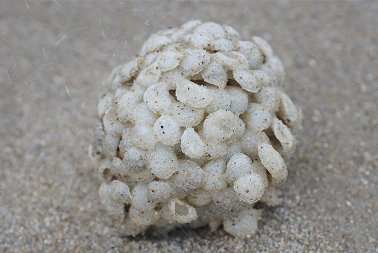 Wonderlijke wulk - Vroege Vogels - BNNVARA