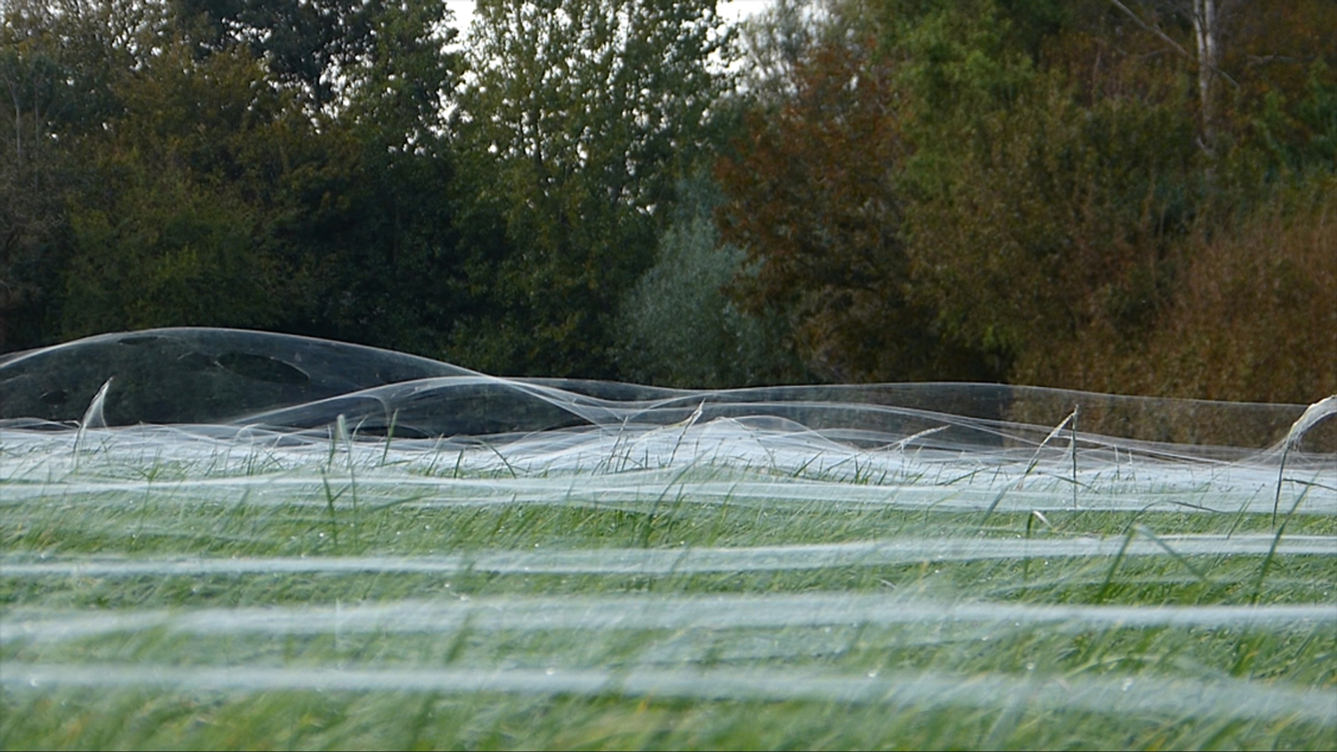 Mysterieus engelenhaar | Zelf Geschoten - Vroege Vogels - BNNVARA