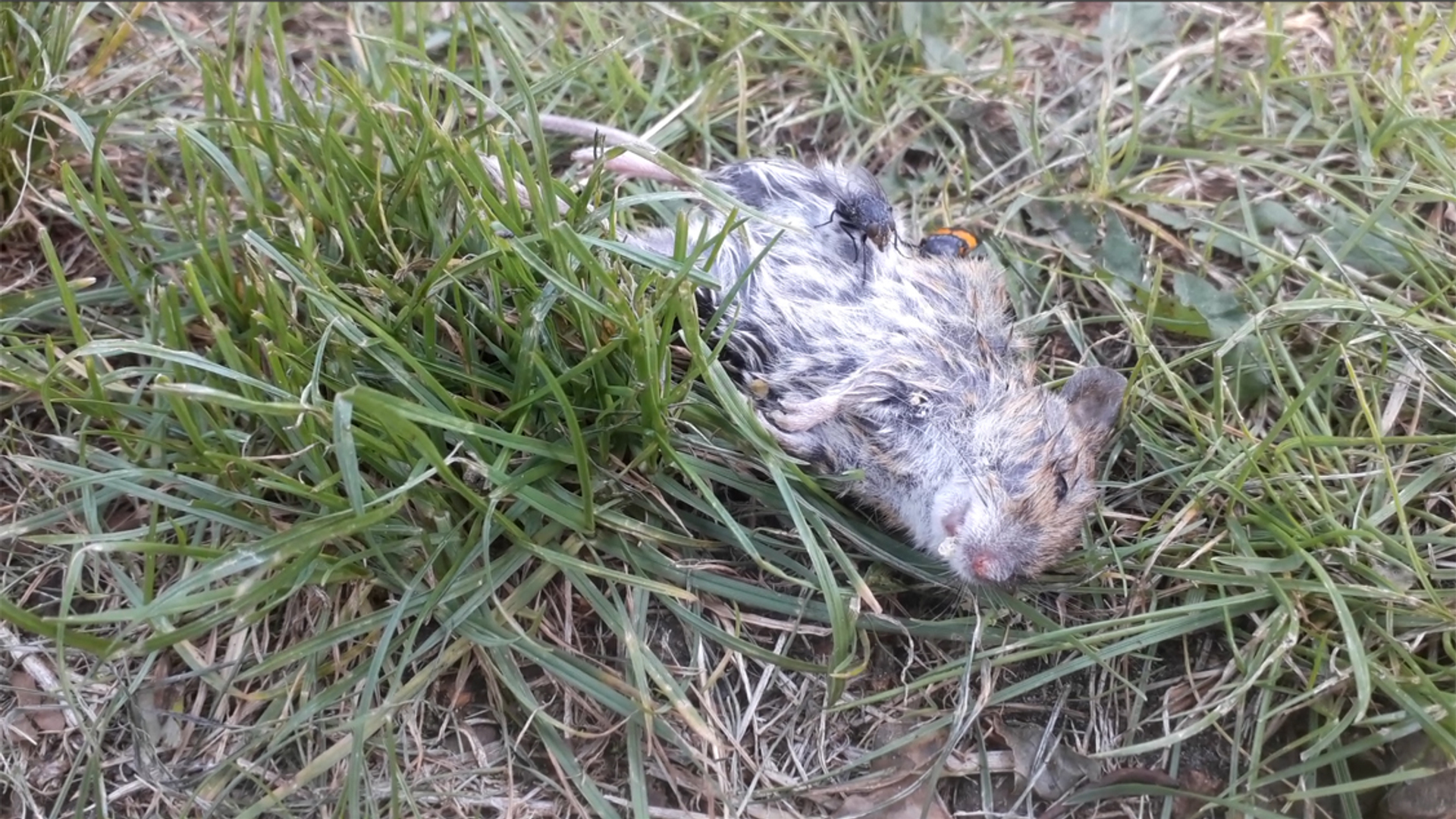 Dode muis beweegt? - Vroege Vogels - BNNVARA