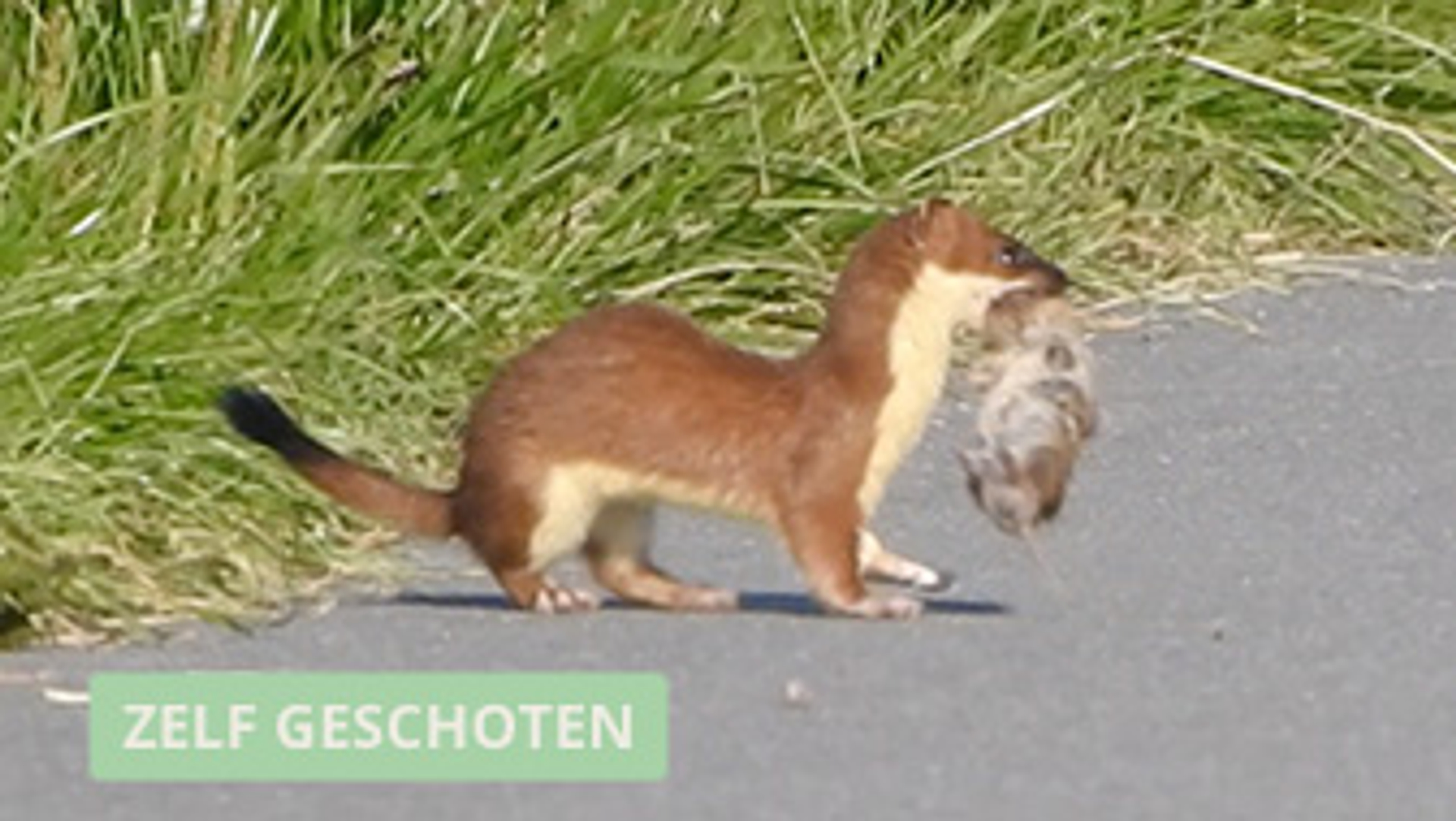 Hermelijn speelt met muis - Vroege Vogels - BNNVARA