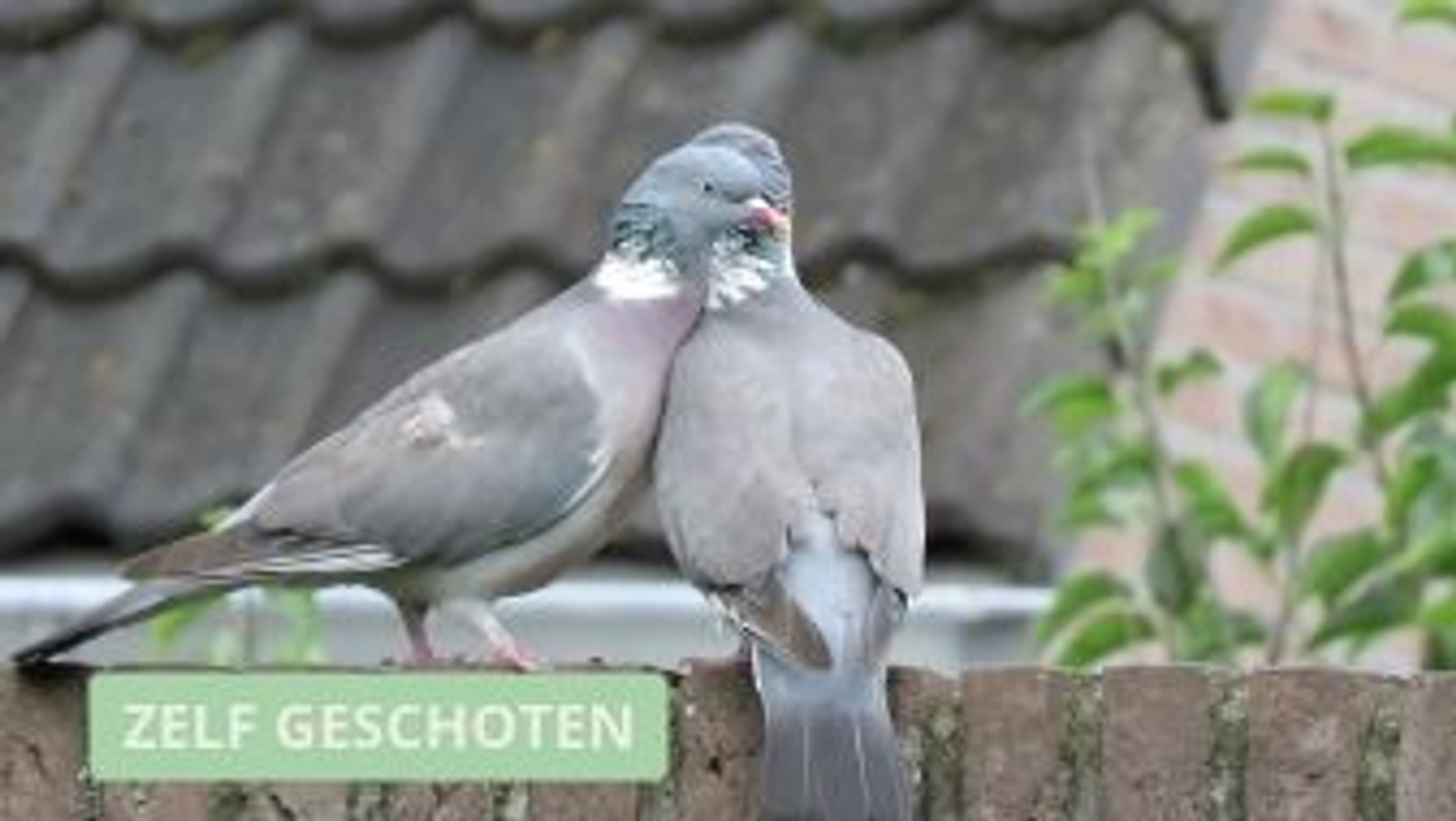 Verliefde houtduiven - Vroege Vogels - BNNVARA