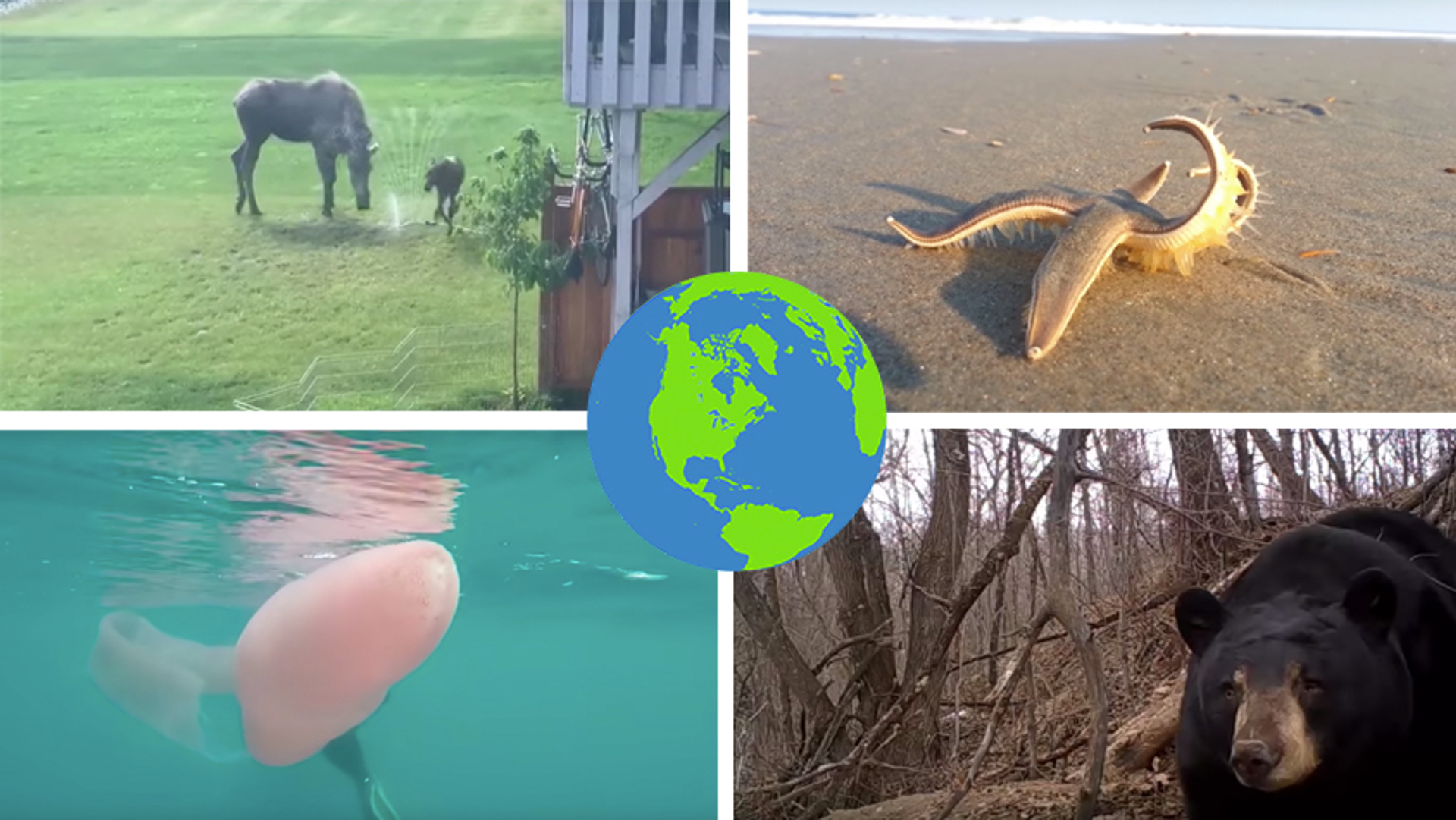 Natuurfilmpjes: van gigantische zeeworm tot voetballend hert - Vroege ...